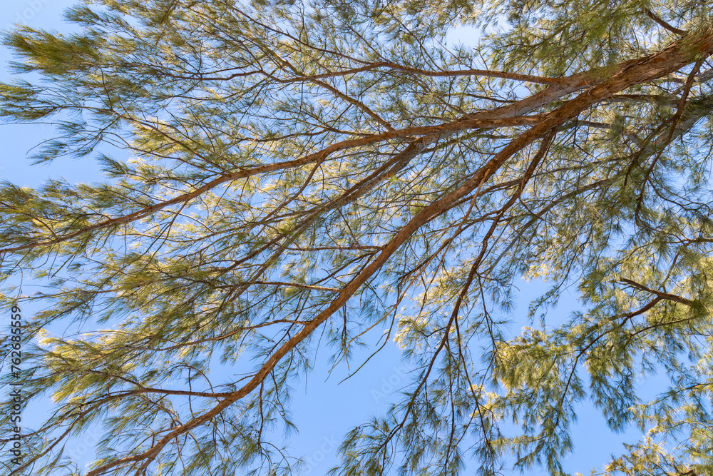 Caribbean pine tree canopy along the beaches of Bimini Island in the ...