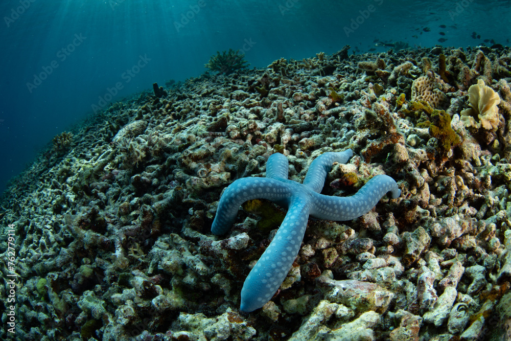 A blue sea star, Linkia laevigata, clings to rubble in Raja Ampat ...