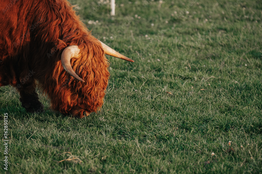 Big horned hairy red cows on a meadow chews grass.Farming and cow ...