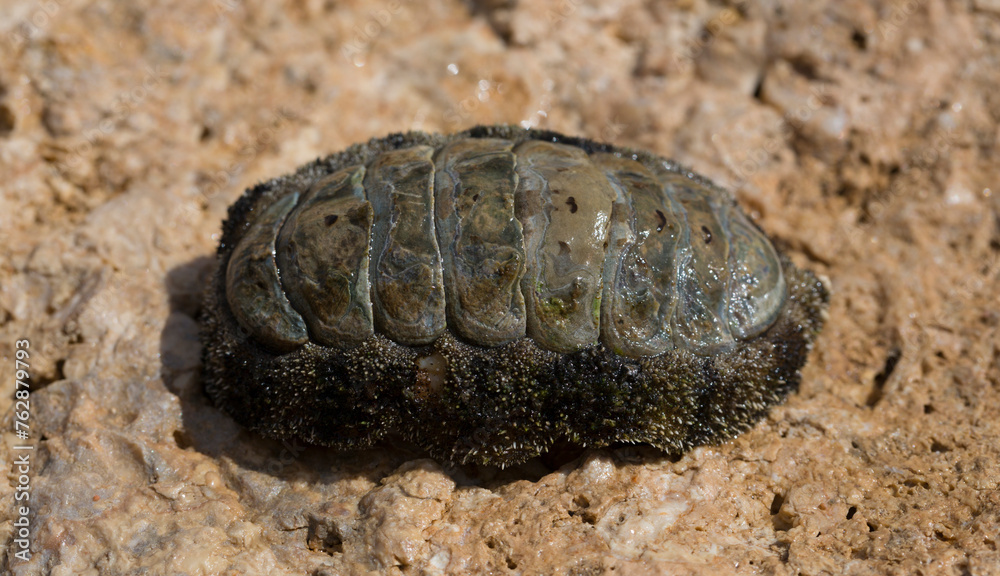 Acanthopleura haddoni, tropical species of chiton. The fauna of the Red ...