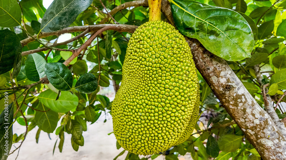 Ripe jackfruit hanging from a tree branch amidst green leaves ...