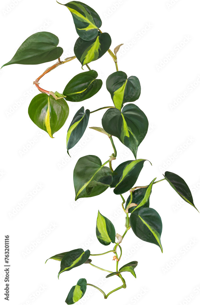 Philodendron Scandens Brazil on a transparent background. Variegated ...
