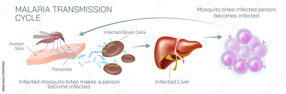 Malaria parasite life cycle and transmission vector illustration. Life cycle of the malaria ...