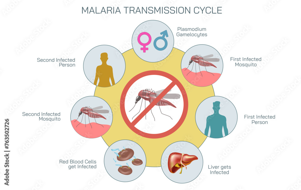 Malaria parasite life cycle and transmission vector illustration. Life cycle of the malaria ...