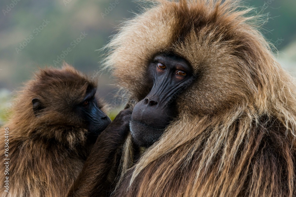 Gelada baboon (Theropithecus gelada), male with young animal, portrait ...
