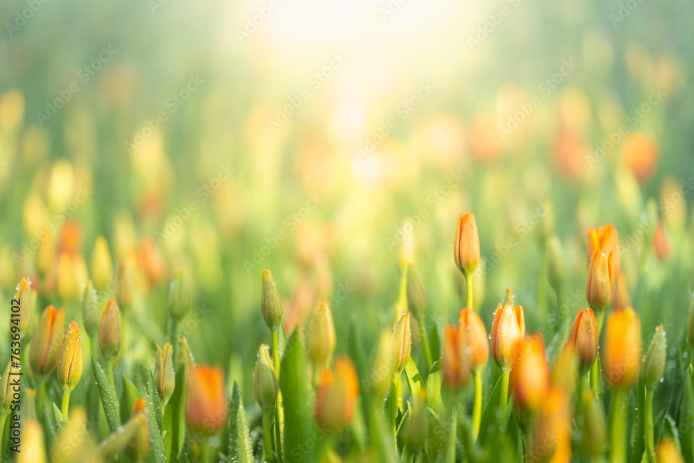 Nature of tulip flower in garden using as cover page background natural ...