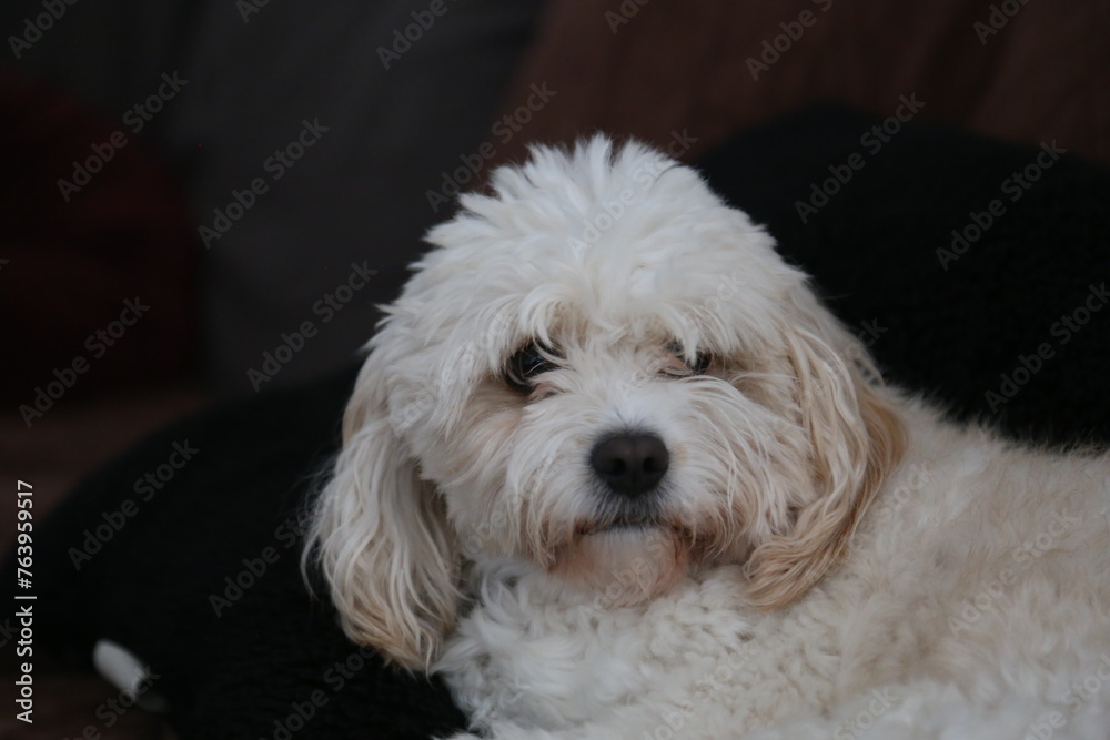 Cute, fluffy Cavoodle puppy looks into the camera with dreamy eyes and ...
