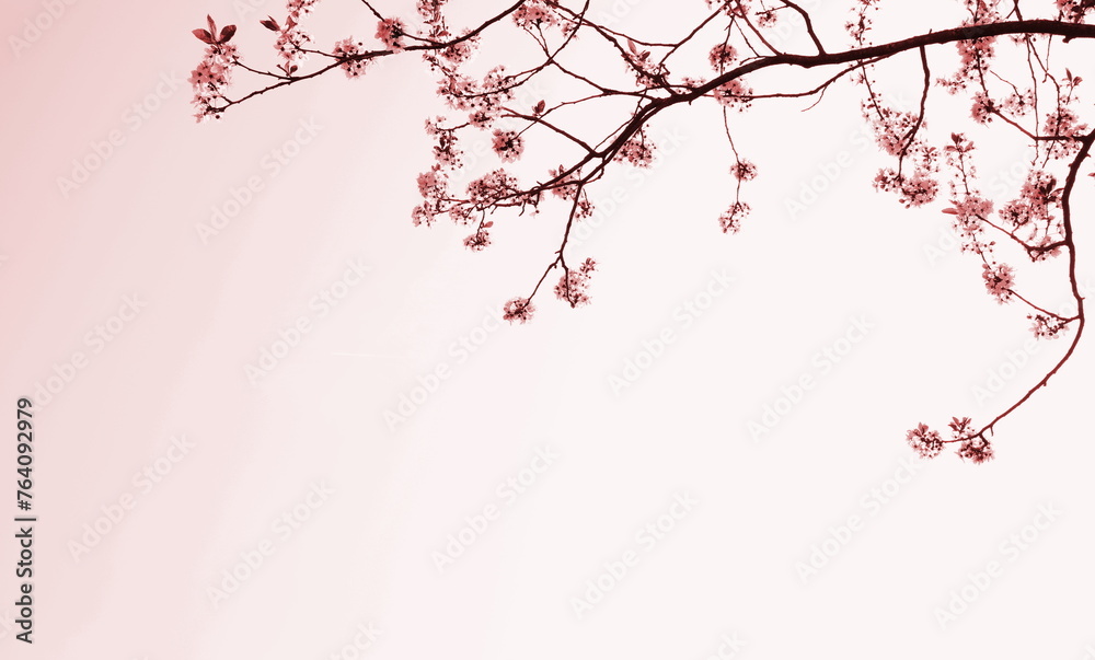 Sfondo fiori di ciliegio giapponesi in rosa Stock Photo | Adobe Stock