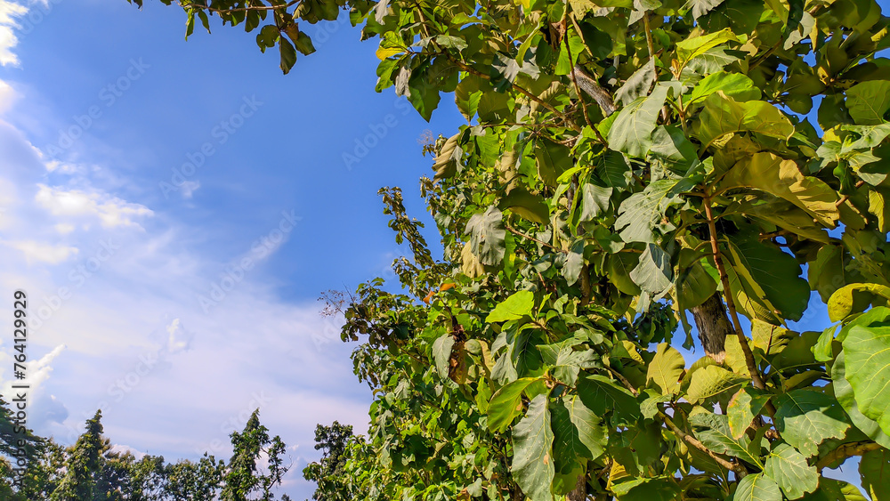 Teak tree or Tectona grandis with fresh green leaves growing in ...
