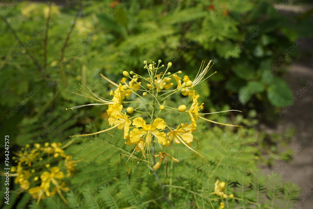 Yellow Caesalpinia pulcherrima flowers known as Pride of Barbados, Red ...