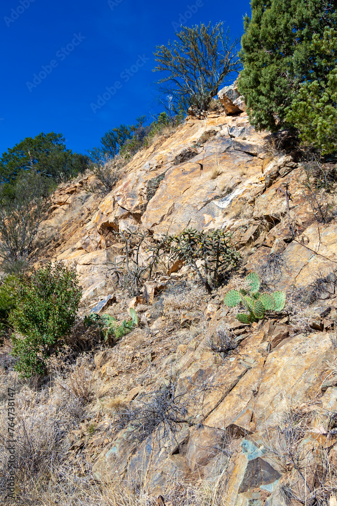 Opuntia chlorotica, prickly pear and other desert plants growing on ...