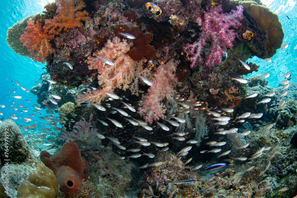 Cardinalfish school under a coral bommie on a biodiverse reef in Raja ...