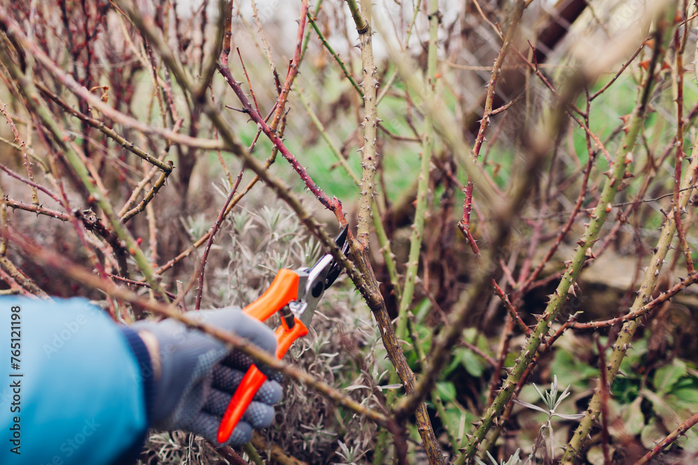 Gardener pruning rose bush in spring garden with secateur. Taking care ...
