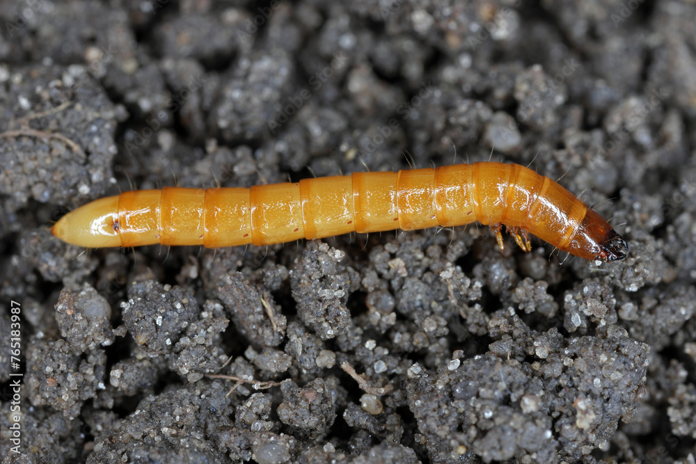 Wireworm Agriotes sp a click beetle larva. Wireworms are important ...
