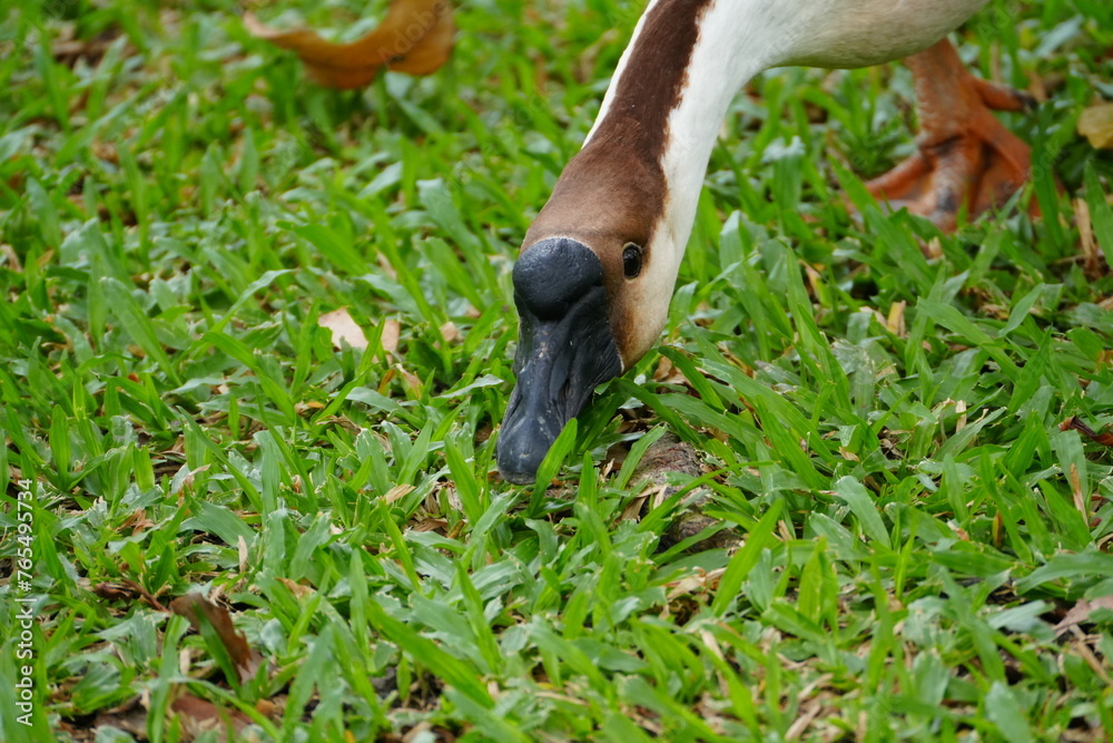 Classic Chinese goose with brown feathers and a black beak is shown ...