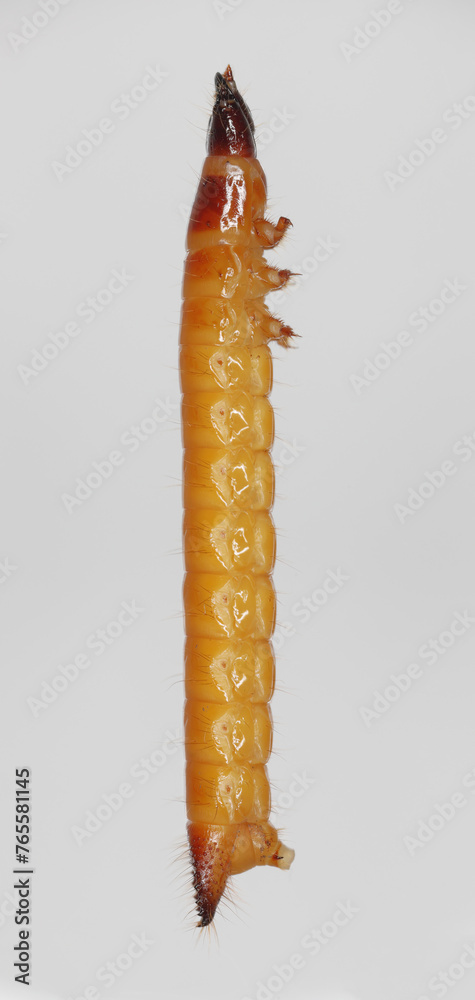 Wireworm, larva of Mouse grey Click Beetle (Agrypnus murinus ...