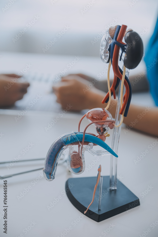 Doctor uses anatomical model to explain male urinary system. Model ...