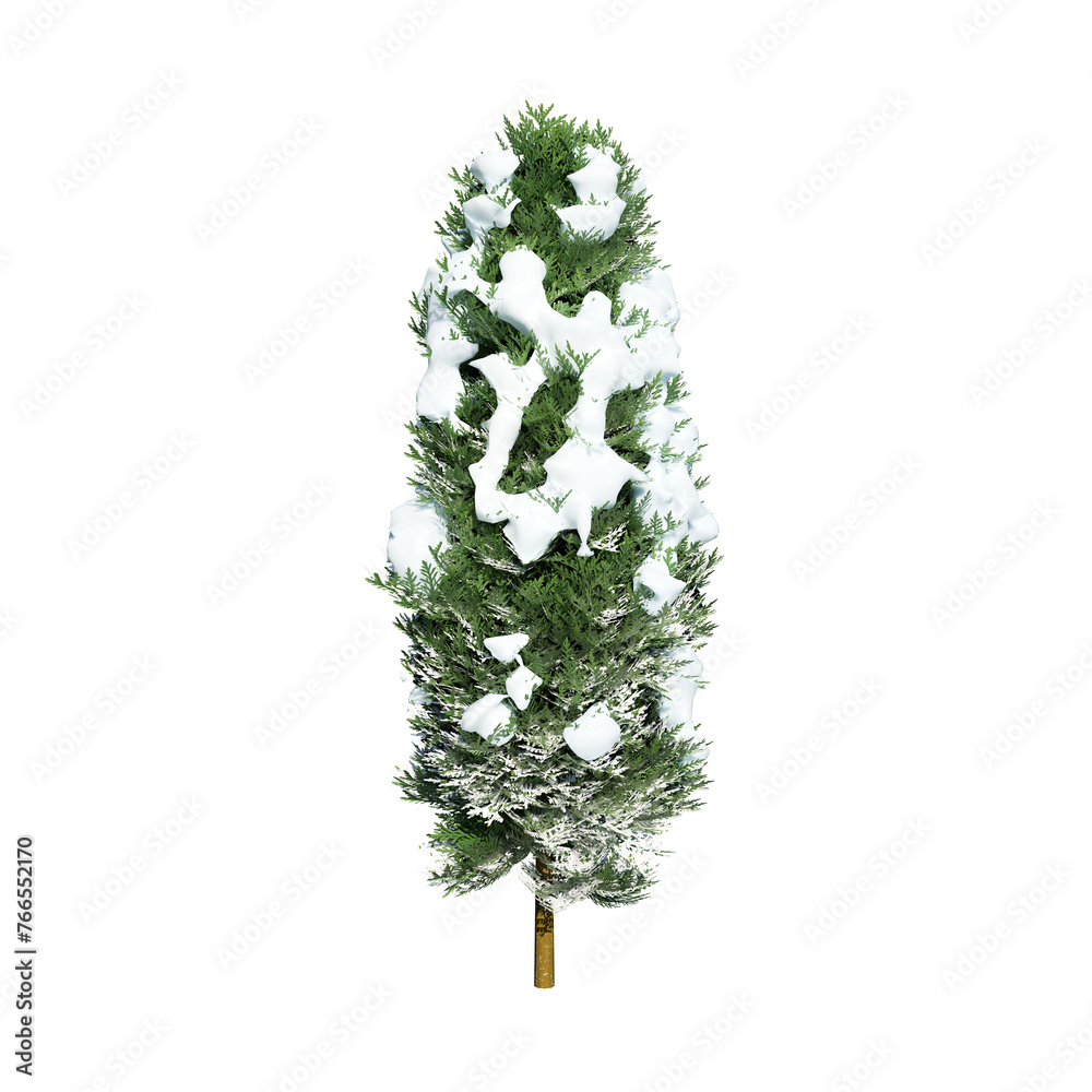 Chamaecyparis lawsoniana known by the common names of Oregon cedar ...