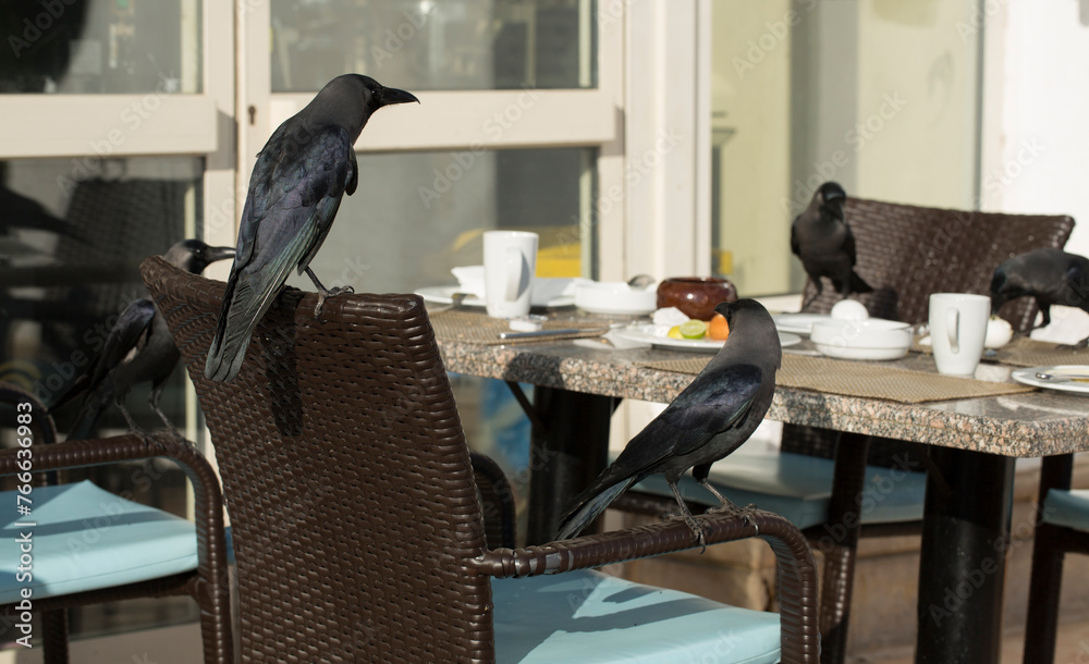 House crow (Corvus splendens), also known as the Indian, greynecked ...