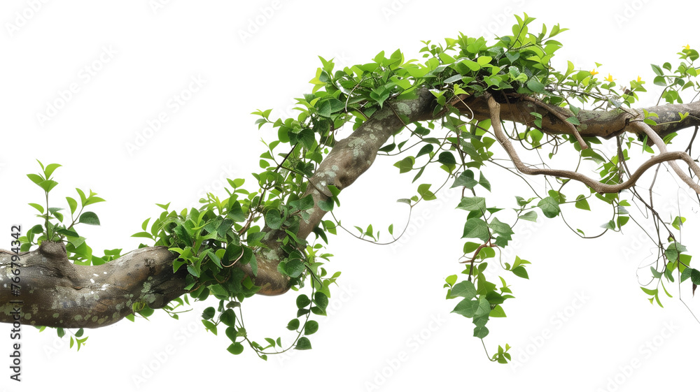Messy jungle vines liana plant climbing hanging on jungle tree trunk ...
