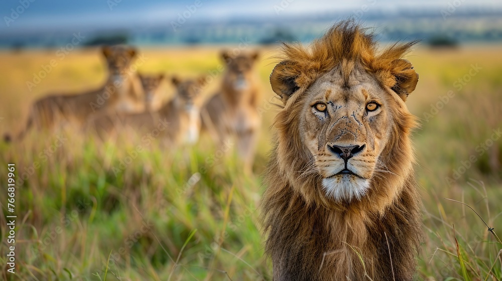 powerful lion observing lionesses ready for the hunt in the wild safari ...