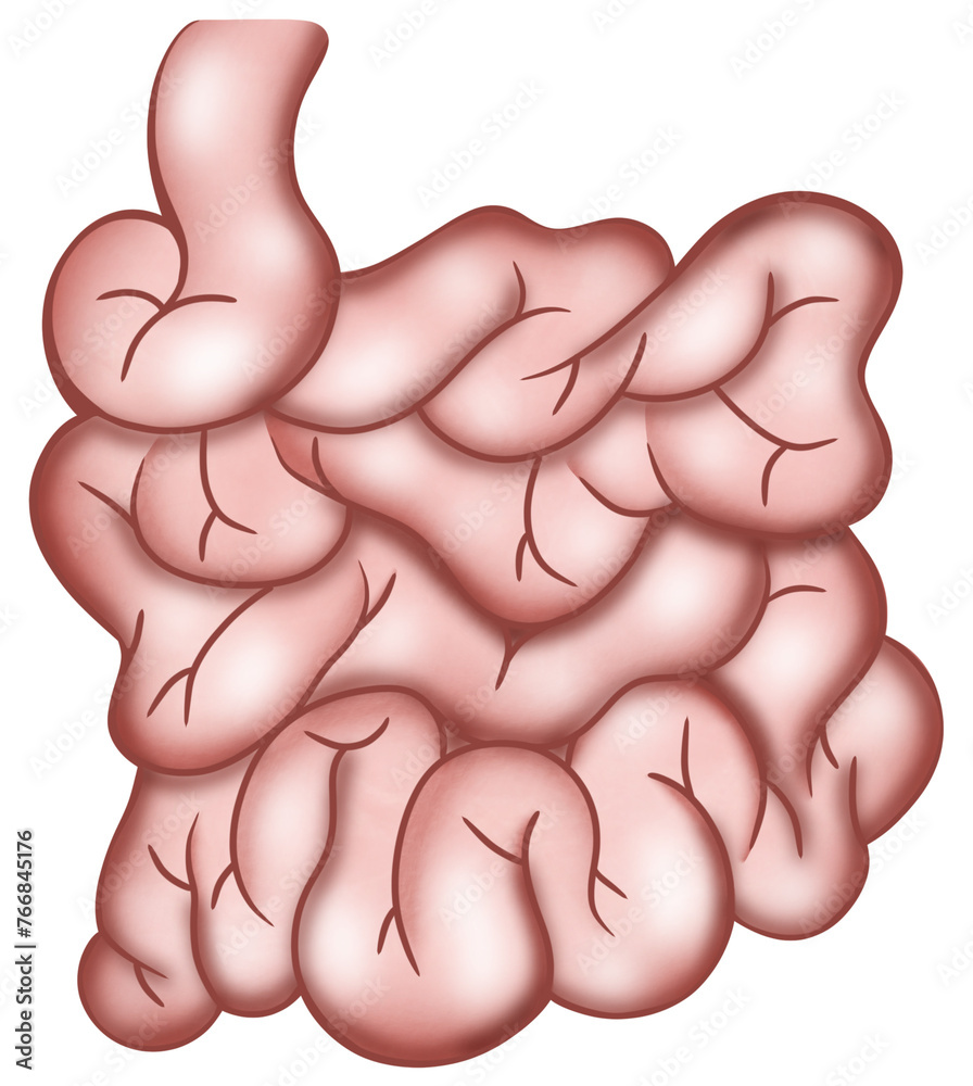 The small intestine is actually the longest segment of the ...