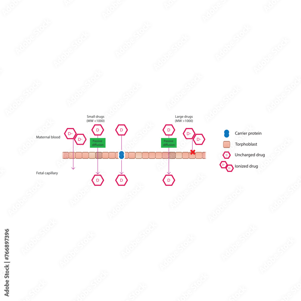 Diagram of placental drug (large and small molecules) absorption from ...