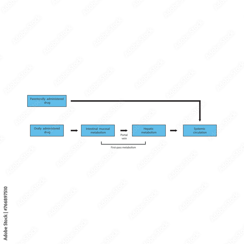 Стоковое векторное изображение «Diagram of drug first pass metabolism ...