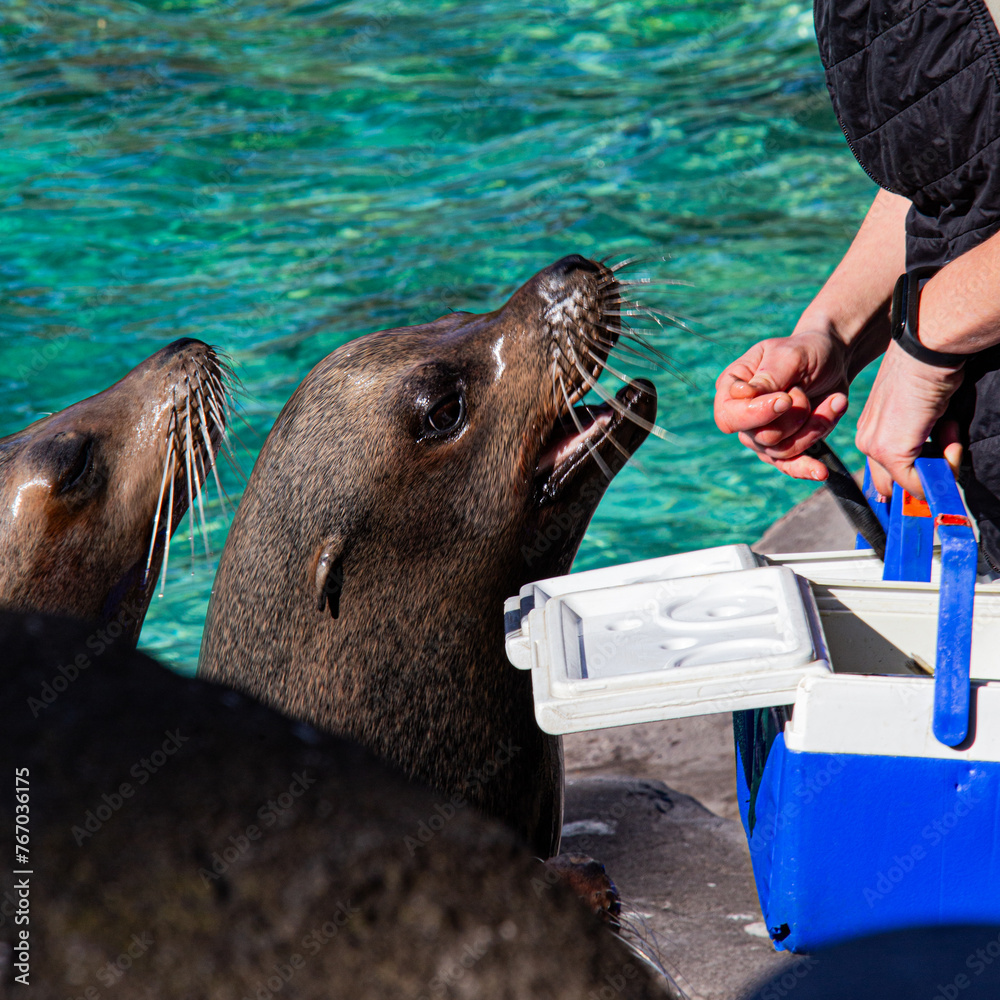 Sea lions seals eating from the hand of their keepers who are feeding ...