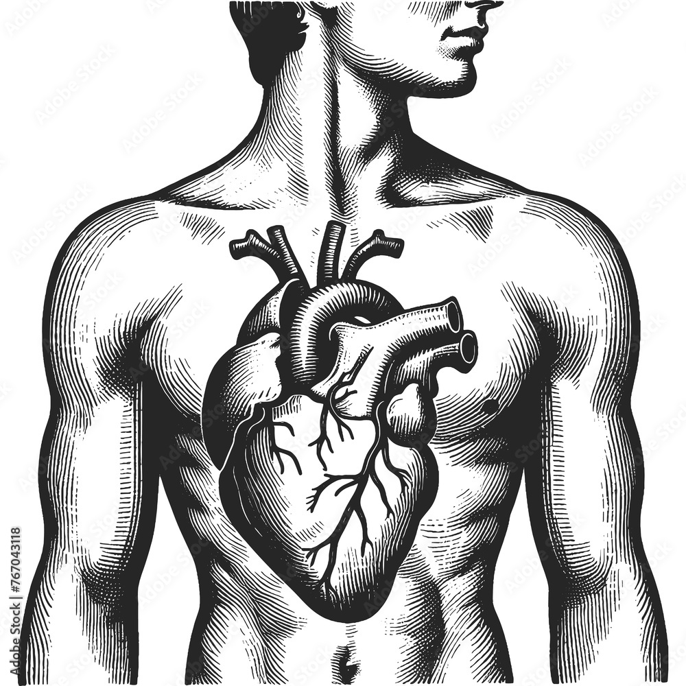 male torso with an anatomically correct heart exposed, symbolizing ...