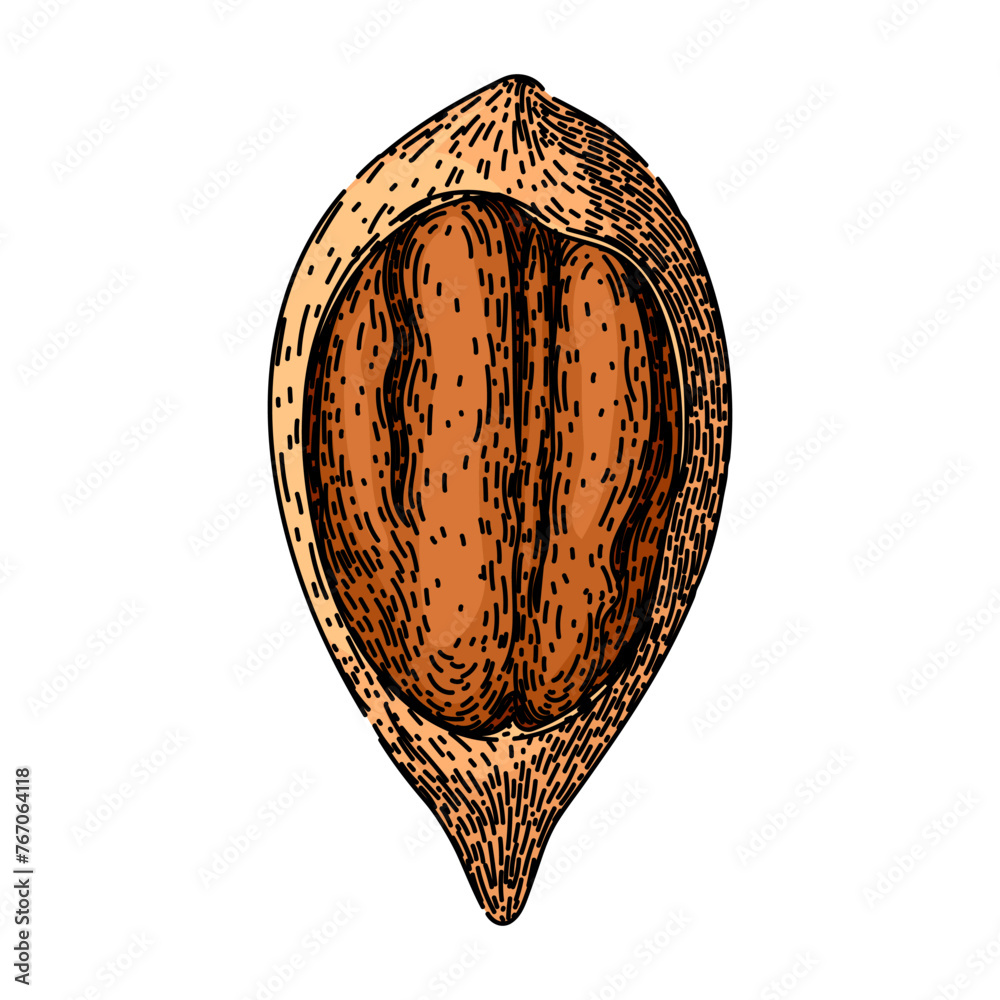 shell pecan nut hand drawn. pea pacana, vintage etching, abstract dry ...