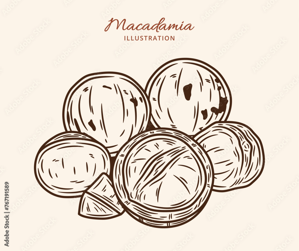 Vector macadamia nut hand-drawn illustration. Macadamia nut kernels and ...
