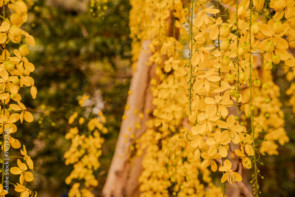 Greeting banner background image, Yellow golden shower tree, also known ...
