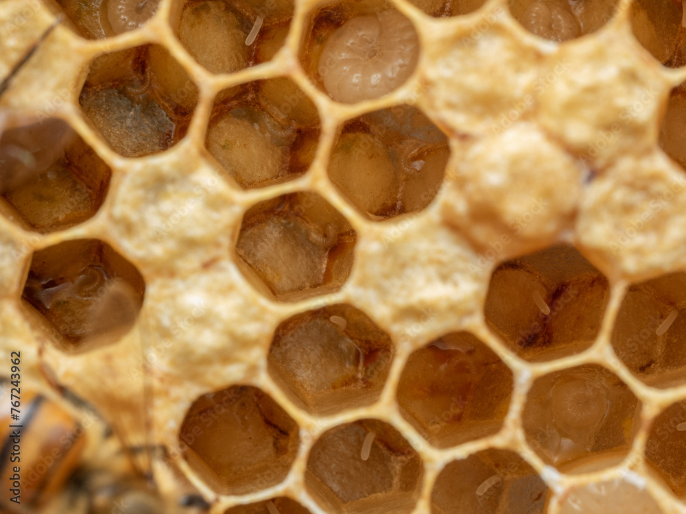 Brood Comb of Honey Bee, Apis mellifera, All Development Stages Present ...