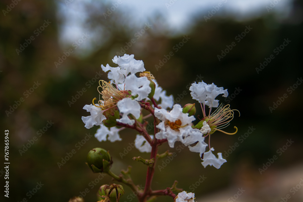 Crape Myrtles (Lagerstroemia indica) Stock Photo | Adobe Stock