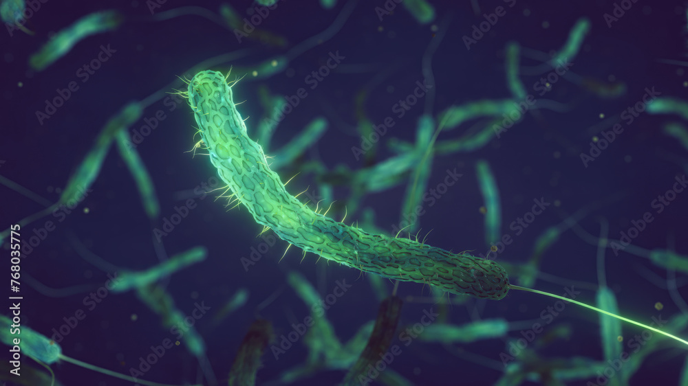 Cholera bacteria. Vibrio cholerae is a gram negative bacterium. Cholera ...