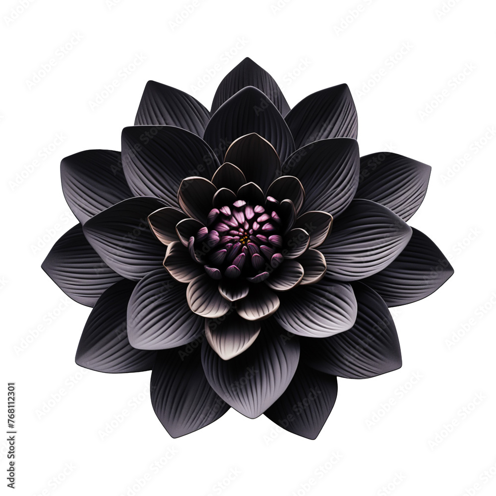 Black lotus flower isolated on transparent background Stock ...