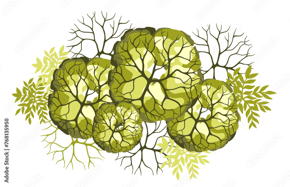 Group of trees for architectural floor plans. Entourage design. Various ...