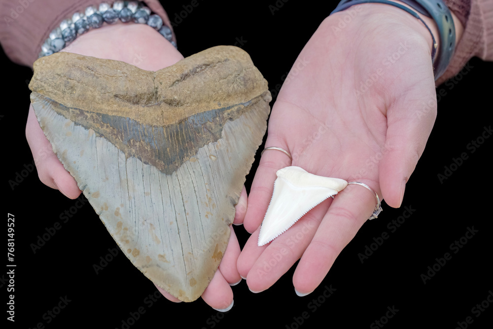 Stock-Foto „6 Inch Giant Prehistoric Megalodon Shark Tooth and 2 Inch ...