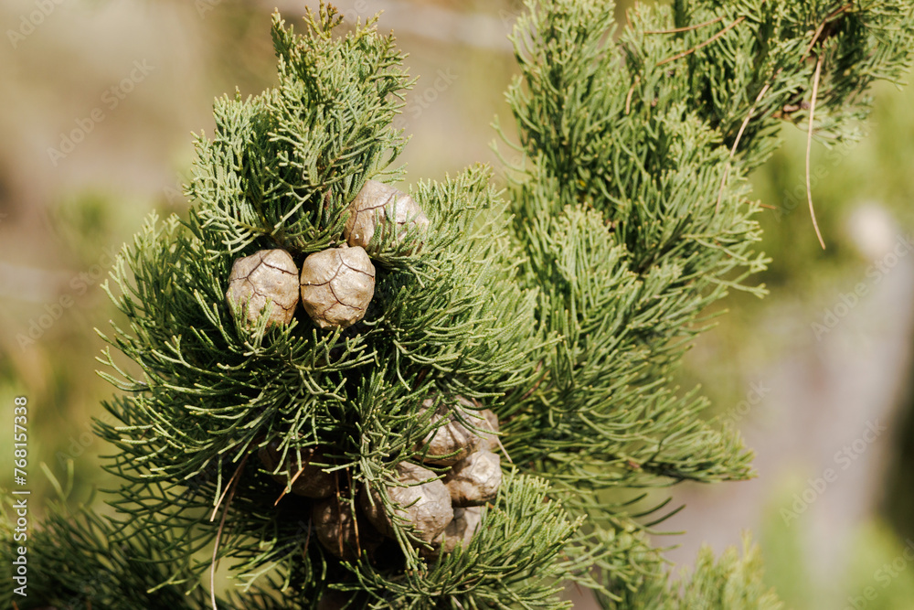 Plano cerrado de ciprés común, cupressus sempervirens con nueces de ...