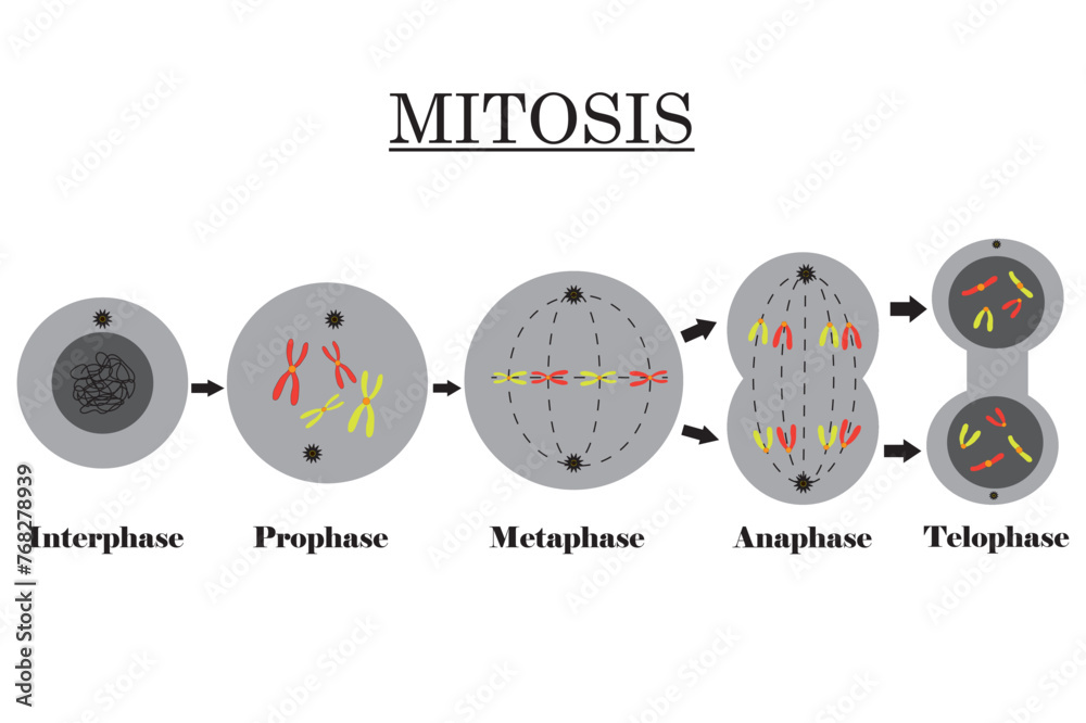 Mitosis. Cells with Chromosomes. Stages of Cell Division diagram ...