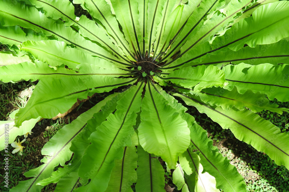 Asplenium nidus L. Bird’s nest fern. ASPLENIACEAE. Single leaves ...