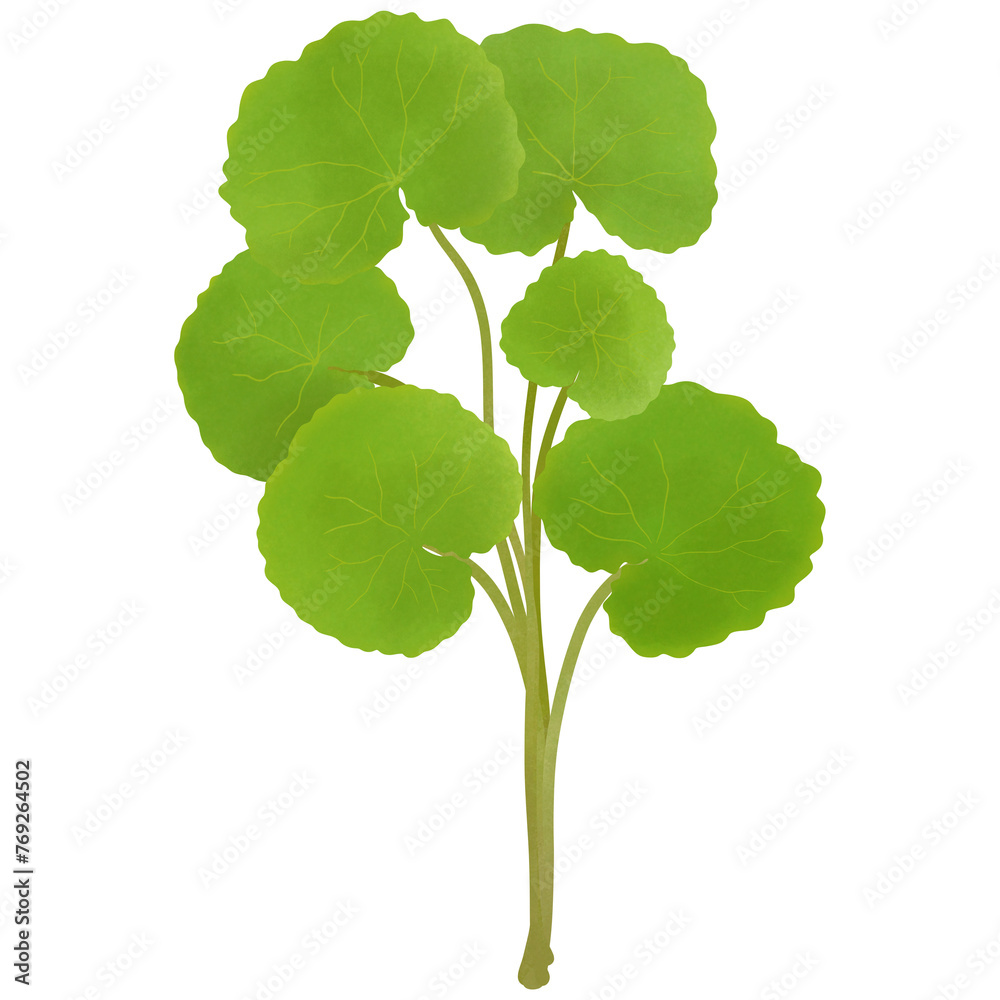 Gotu Kola. Centella asiatica. Pennywort. Cosmetic and medical plant ...
