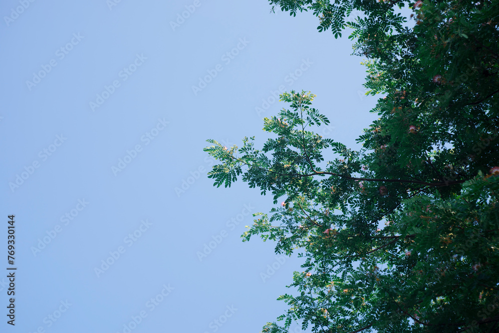 the leaves of Samanea sleep before the sun sets or the sky turns to ...