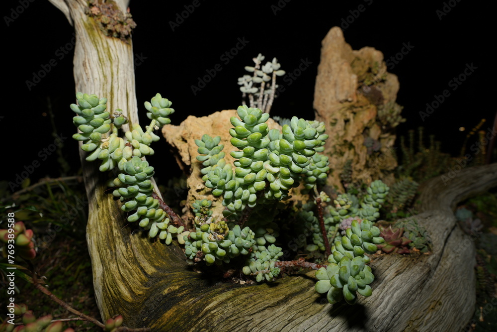 Burro's-tail is characterized by its long, trailing stems densely ...