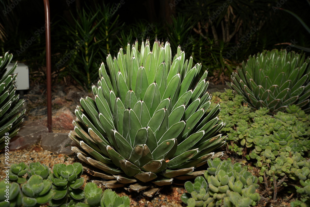 Queen Victoria Agave forms tight, compact rosettes of stiff, triangular ...