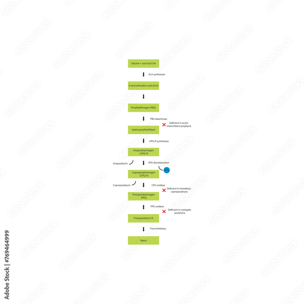 Vector de Stock Diagram of porphyrin metabolism - showing enzyme ...