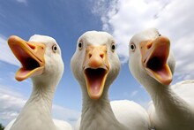 Domestic Goose Looking At Camera Free Stock Photo - Public Domain Pictures