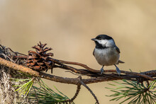 Carolina Chickadee And Pine Cones Free Stock Photo - Public Domain Pictures