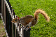 Squirrel On A Fence Free Stock Photo - Public Domain Pictures